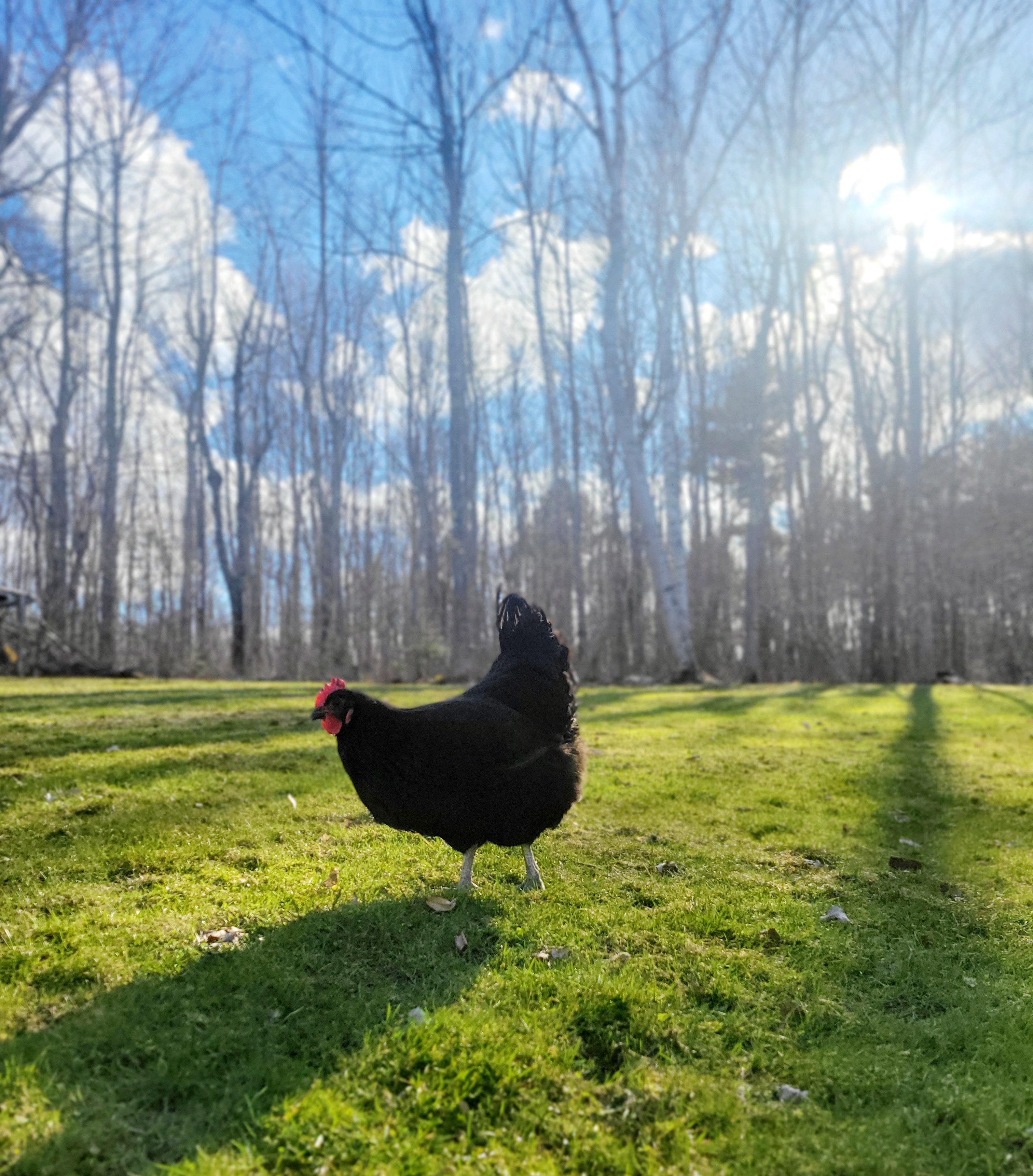 Spring: The Season Of Possibilities – Salty Mama Soapery